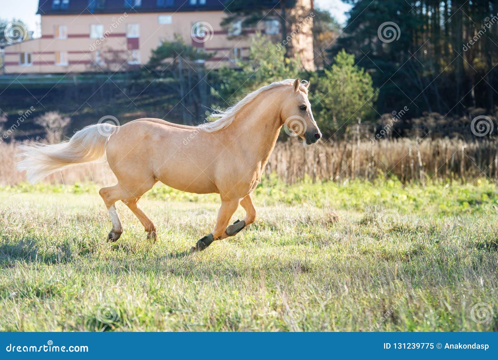 Running Palomino Welsh Pony with Long Mane Posing at Freedom Stock ...