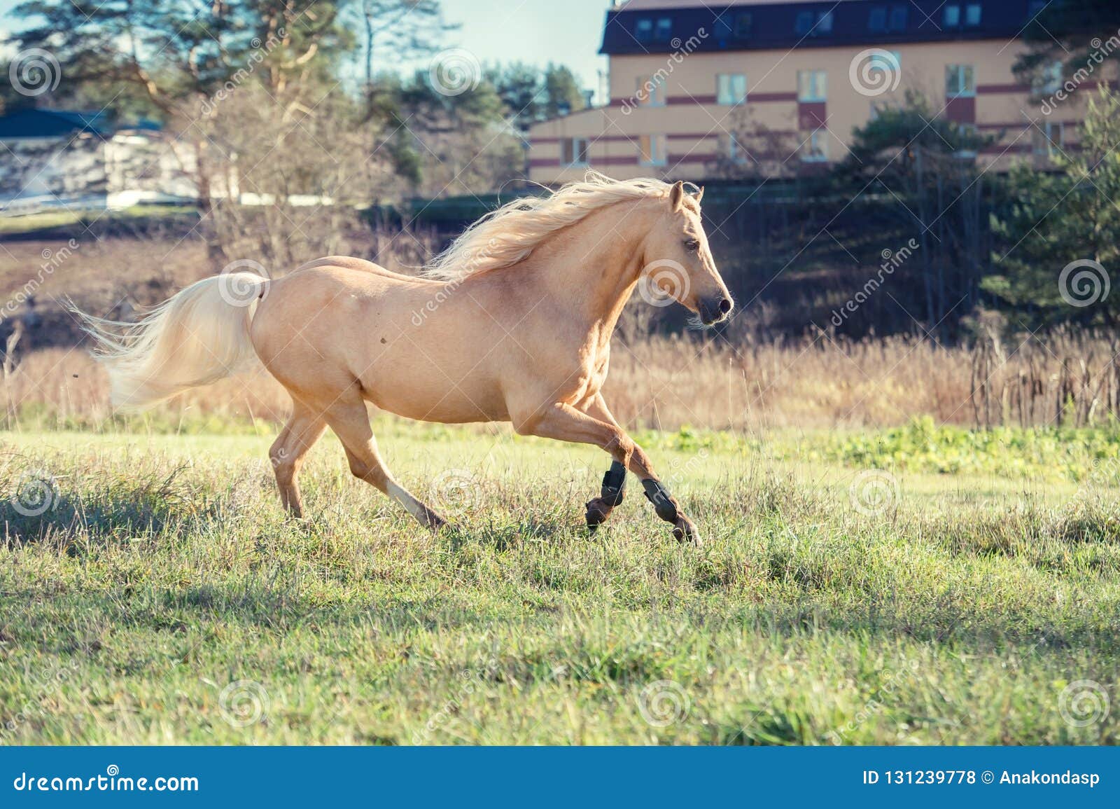 Running Palomino Welsh Pony with Long Mane Posing at Freedom Stock ...