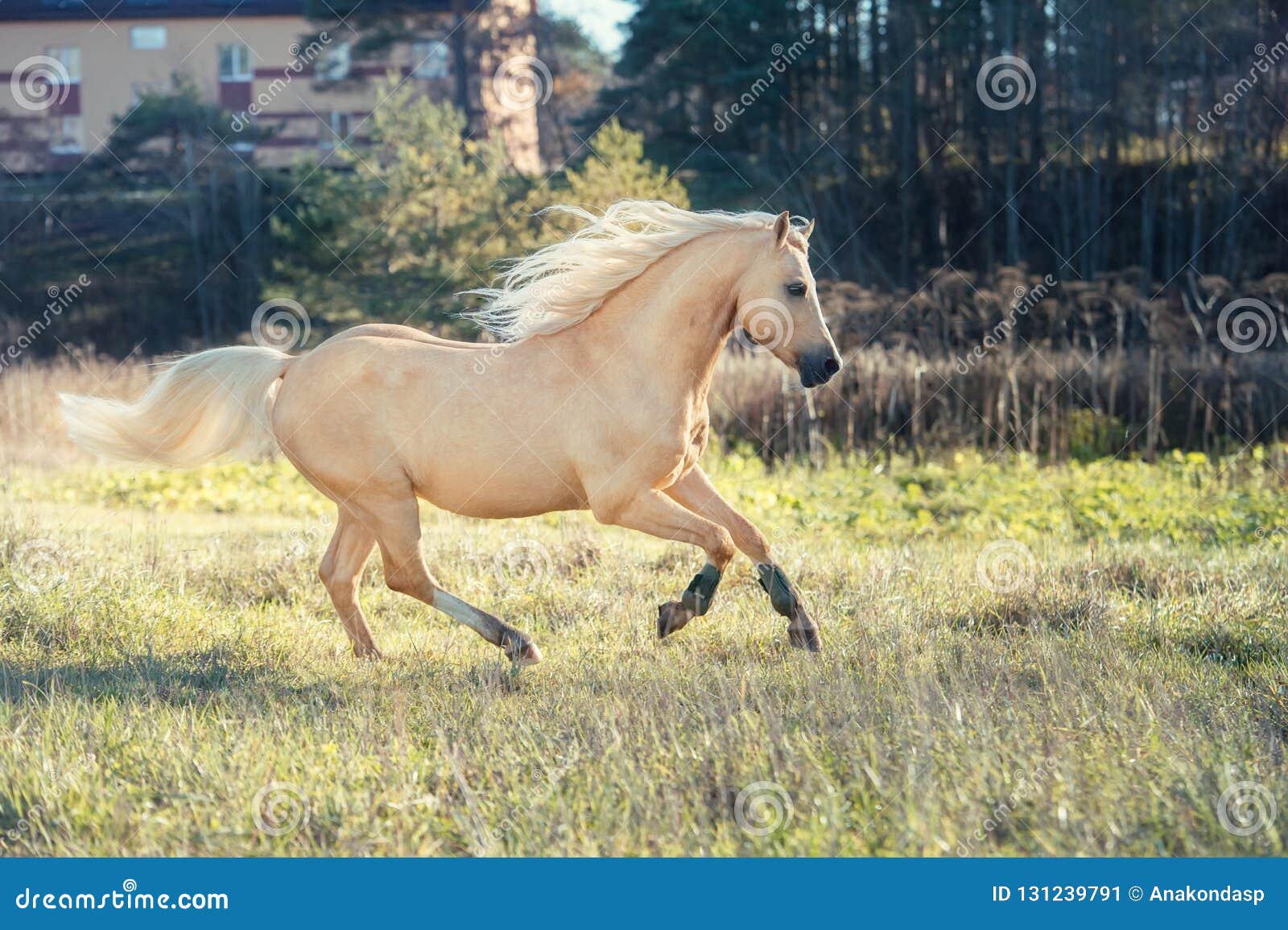 Running Palomino Welsh Pony with Long Mane Posing at Freedom Stock ...