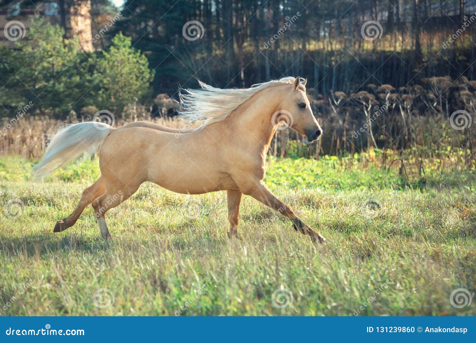 Running Palomino Welsh Pony with Long Mane Posing at Freedom Stock ...