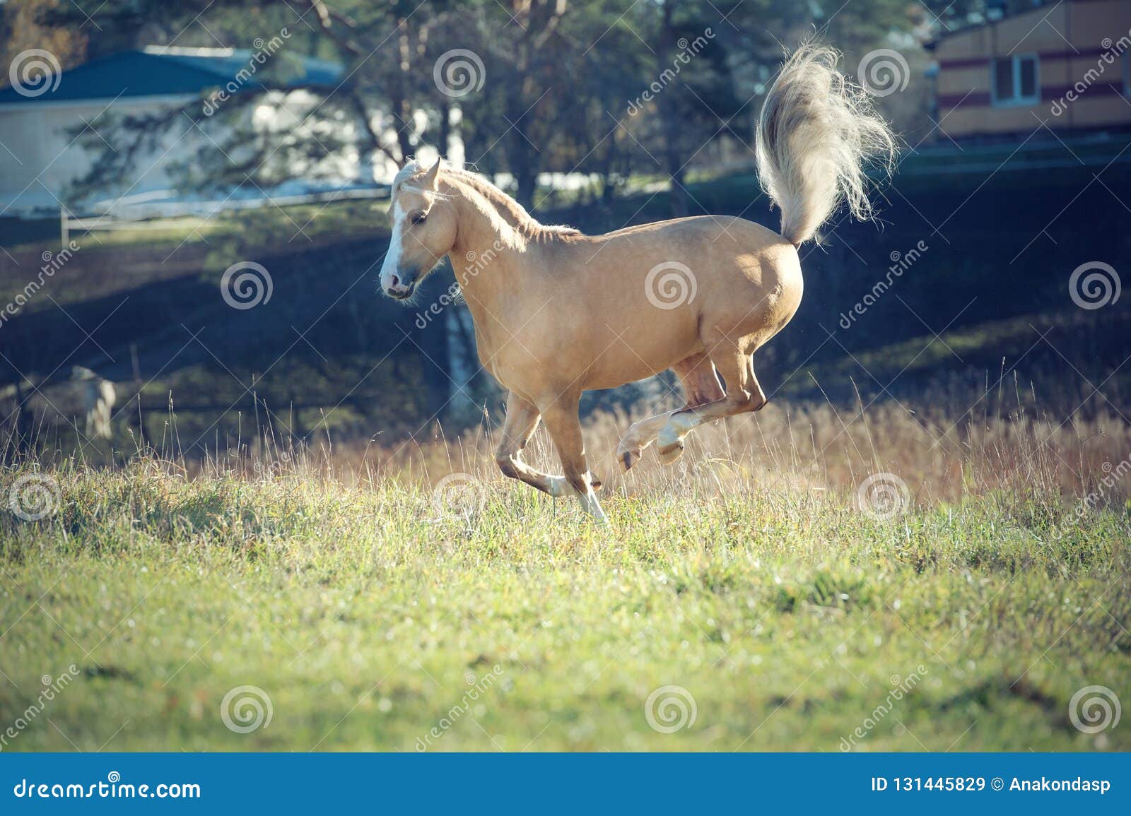 Running Palomino Welsh Pony with Long Mane Posing at Freedom Stock ...