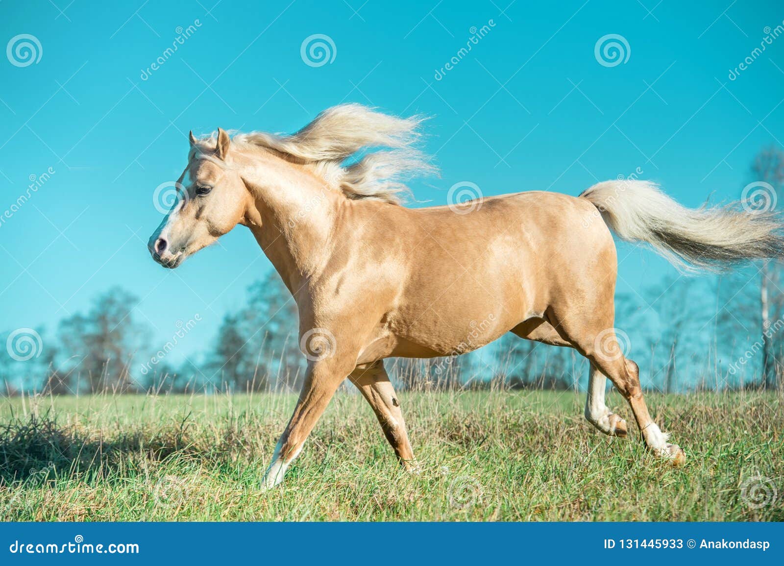 Running Palomino Welsh Pony with Long Mane Posing at Freedom Stock ...