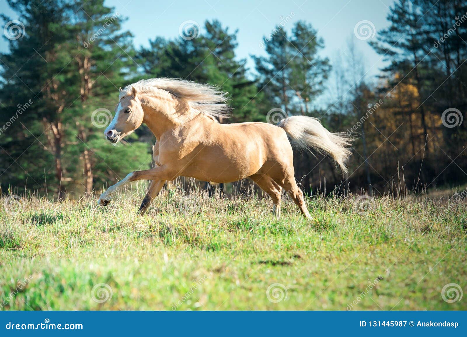 Running Palomino Welsh Pony with Long Mane Posing at Freedom Stock ...