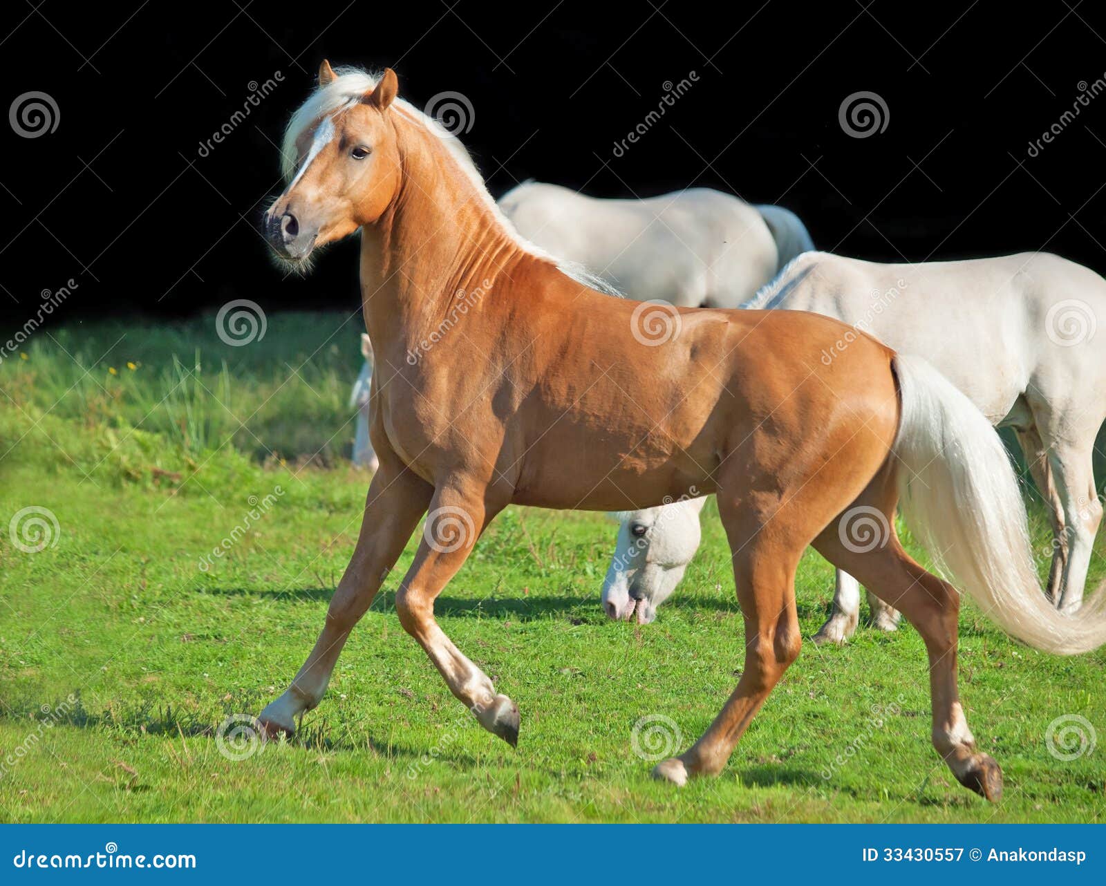 Running Palomino Welsh Pony Stock Image - Image of cream, breed: 33430557