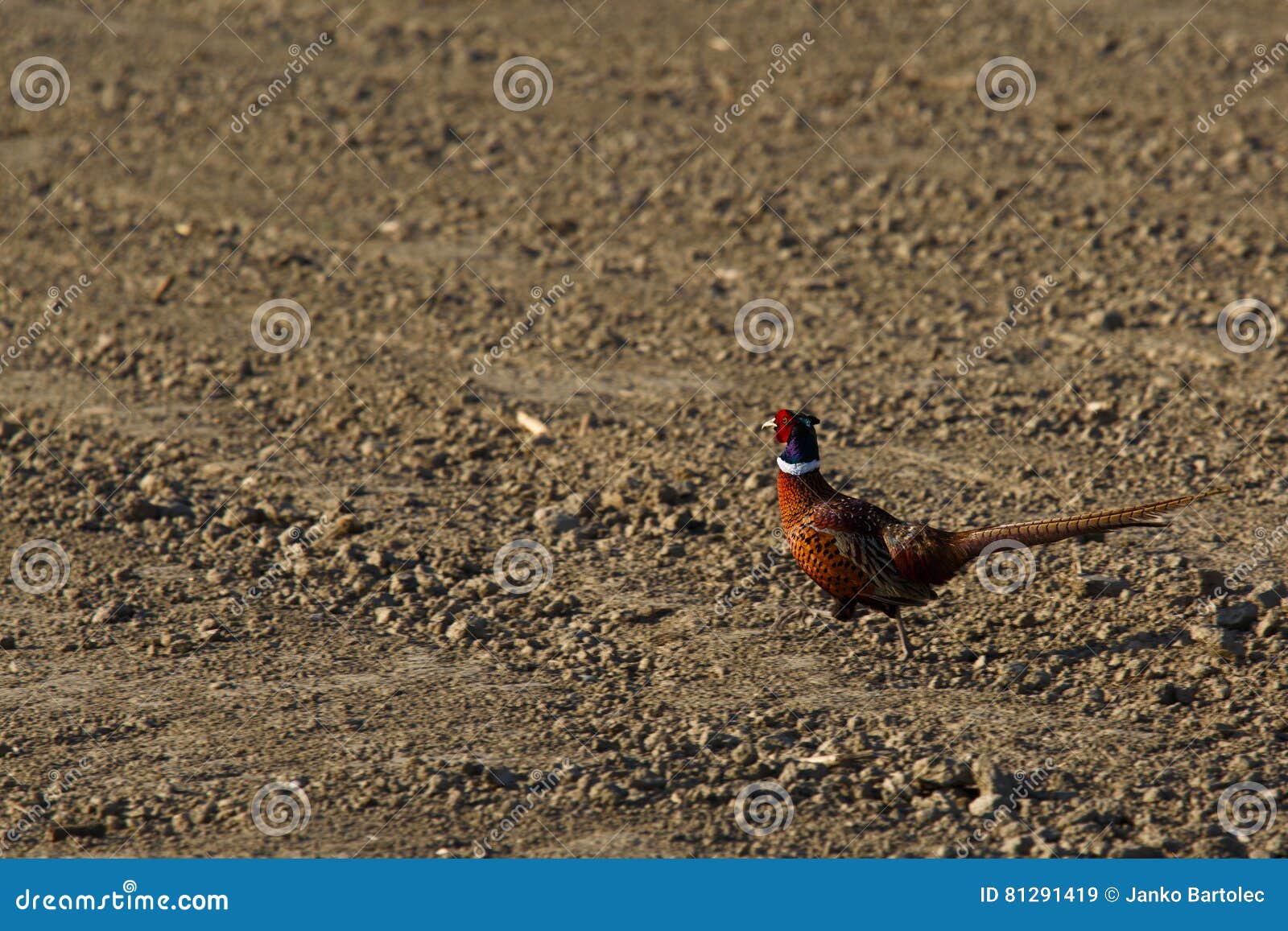 Running pheasant stock image. Image of scared, cover - 81291419