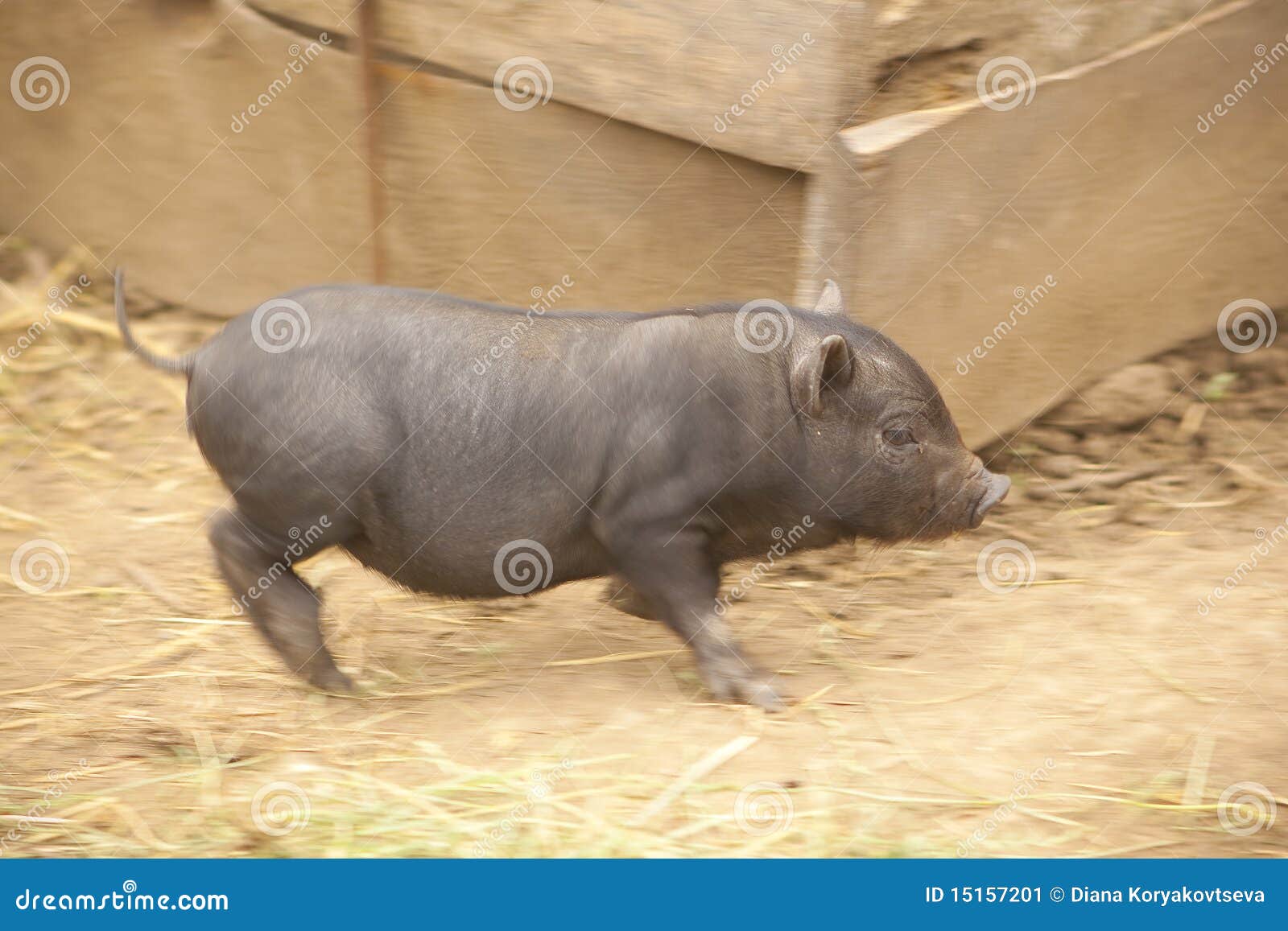 Running pig stock image. Image of coward, mumps, pyatochek - 15157201