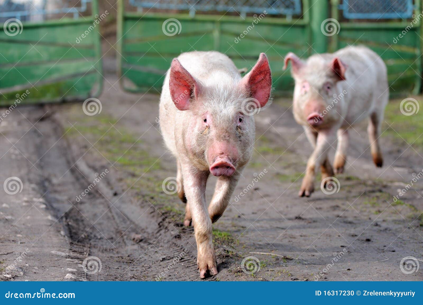 Running pig stock photo. Image of swine, closeup, pink - 16317230