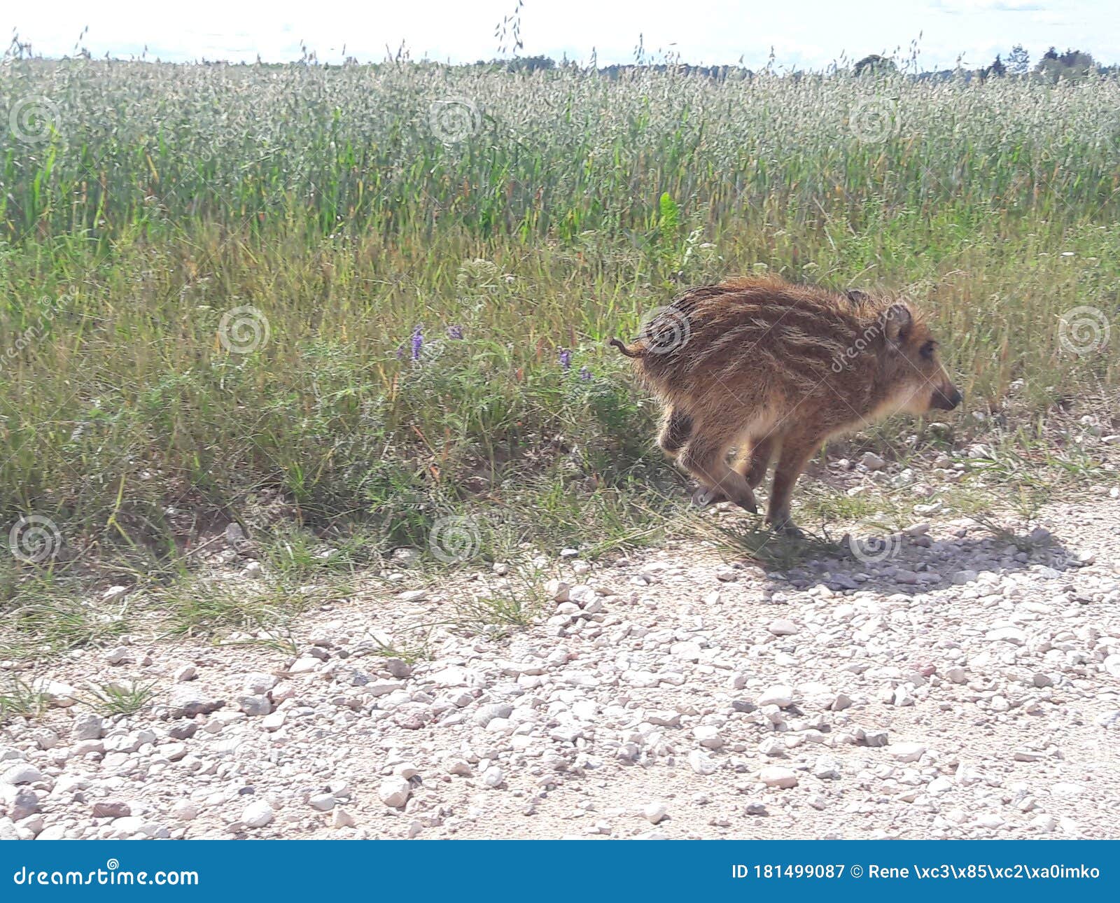 Running piglet stock image. Image of nature, running - 181499087