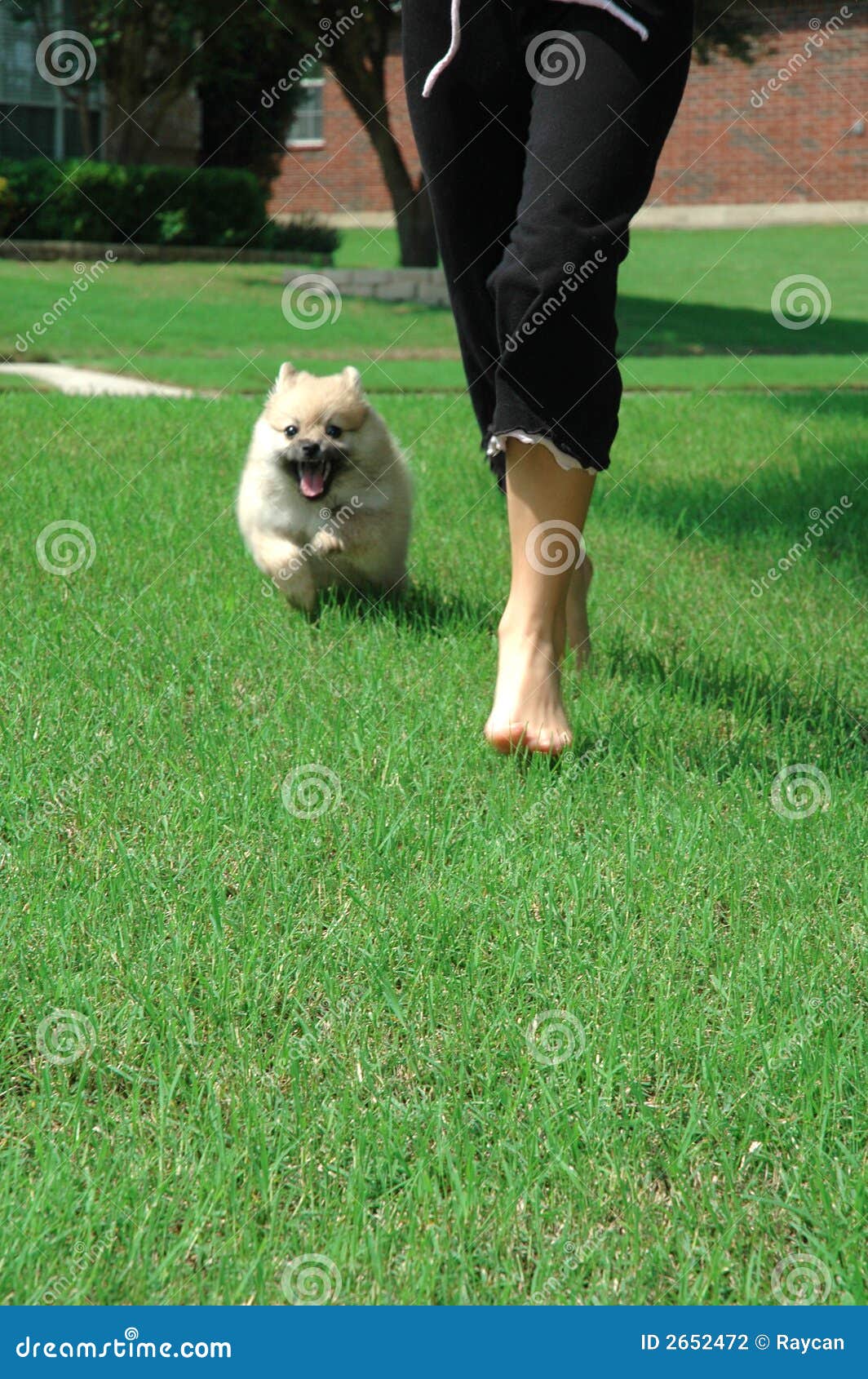 Running Pomeranian Puppy stock photo. Image of full, papers - 2652472