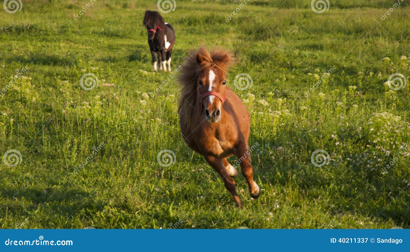 Running pony stock image. Image of galloping, cloudy - 40211337