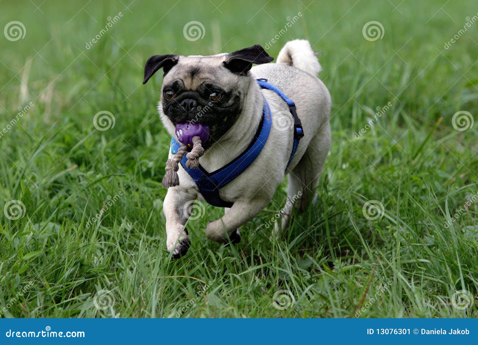 Running pug stock image. Image of funny, attentive, female - 13076301