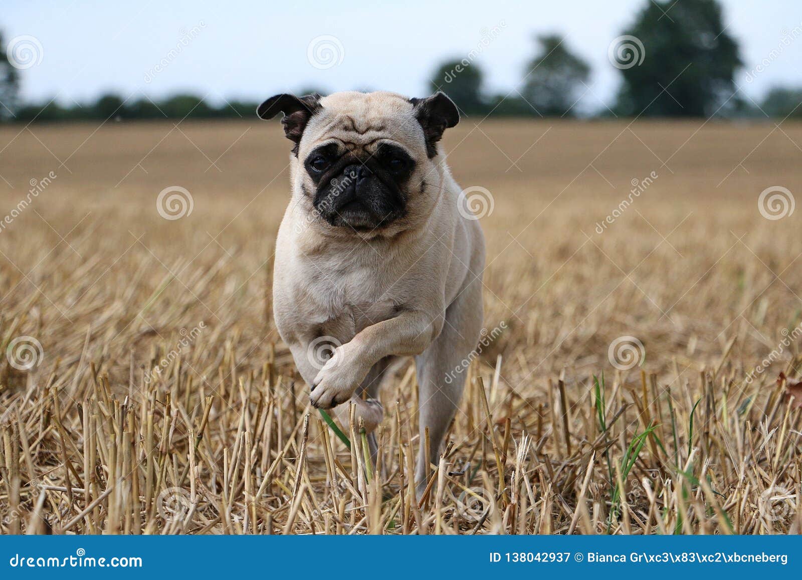 Running Pug on a Stubble Field Stock Image - Image of beautiful, grass ...