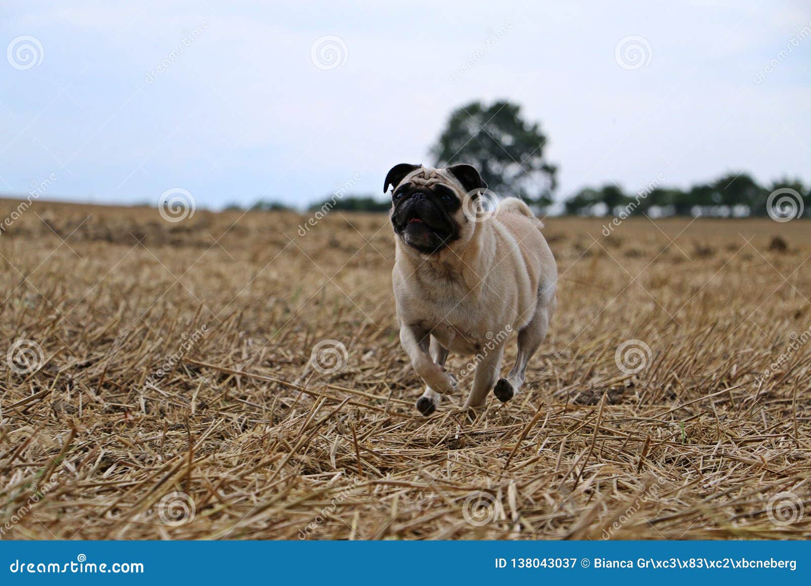 Running Pug on a Stubble Field Stock Image - Image of canine, field ...