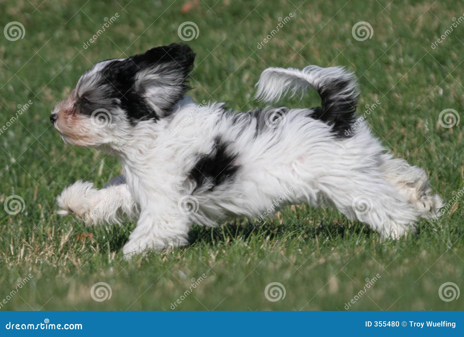 Running puppy stock photo. Image of friend, love, soft - 355480