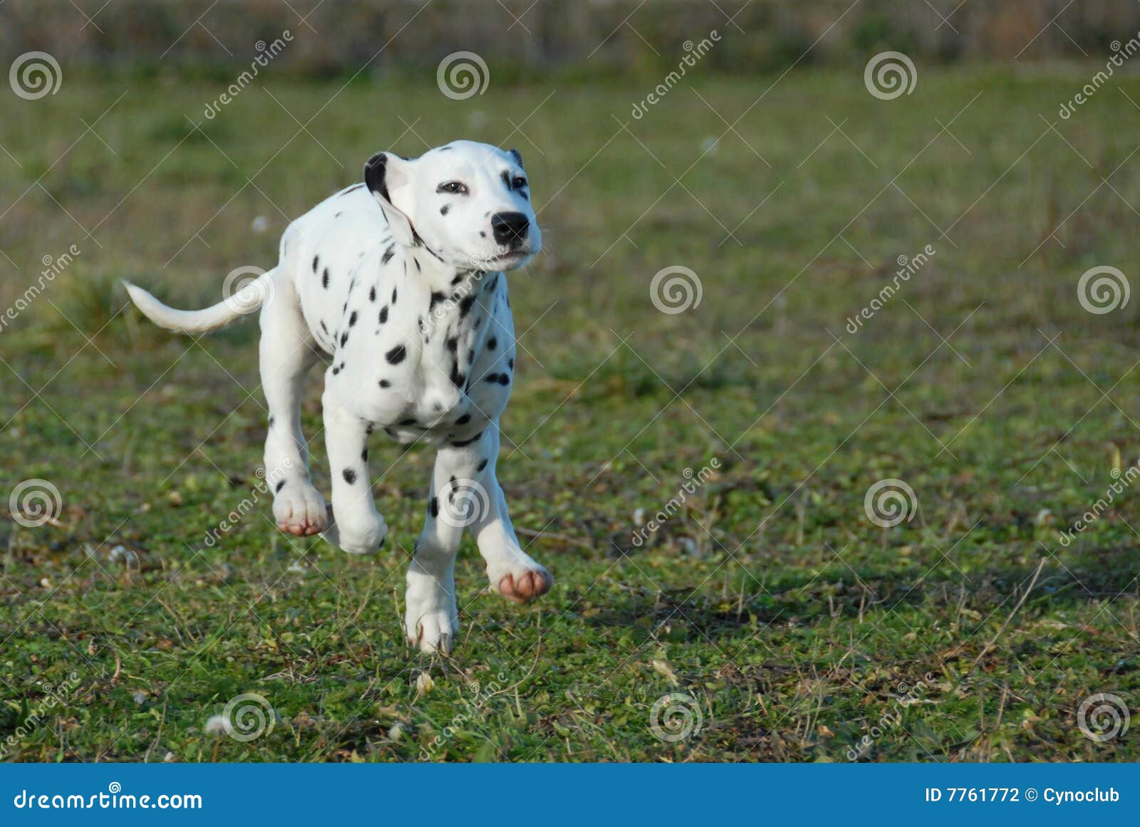 Running puppy dalmatian stock photo. Image of white, meadow - 7761772