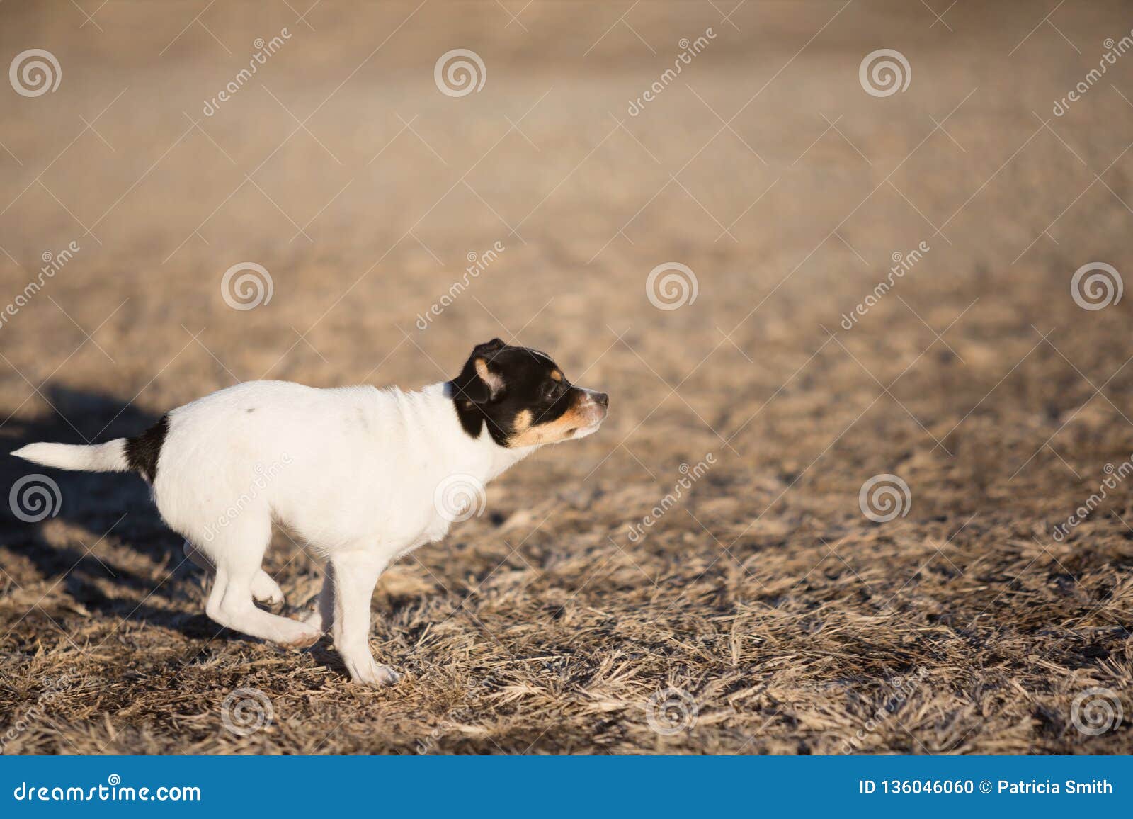 Running puppy profile stock photo. Image of farm, playful - 136046060