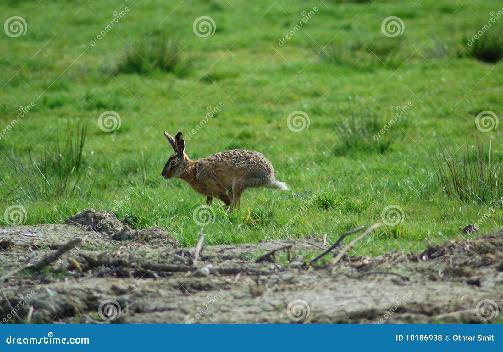 1,273 Running Rabbit Photos - Free & Royalty-Free Stock Photos from ...