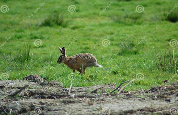 Running rabbit stock photo. Image of hare, fast, bunny - 10186938