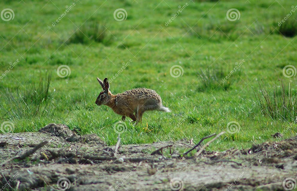 Running rabbit stock photo. Image of hare, fast, bunny - 10186938