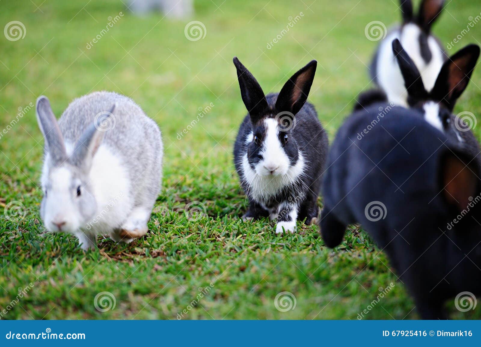Running rabbits on lawn stock photo. Image of wild, meadow - 67925416