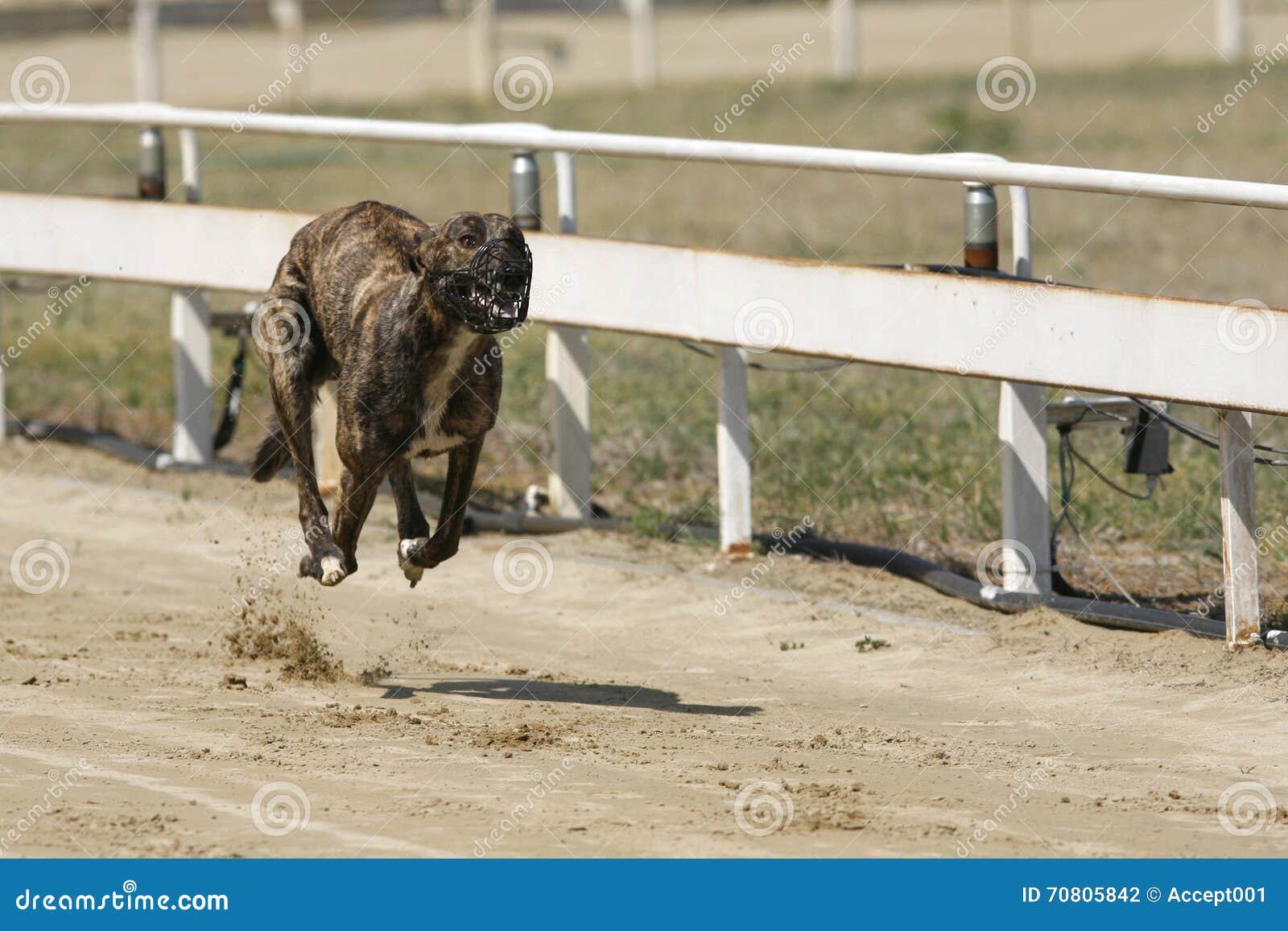 Running Racing Greyhound Dog on Racing Track Stock Photo - Image of ...
