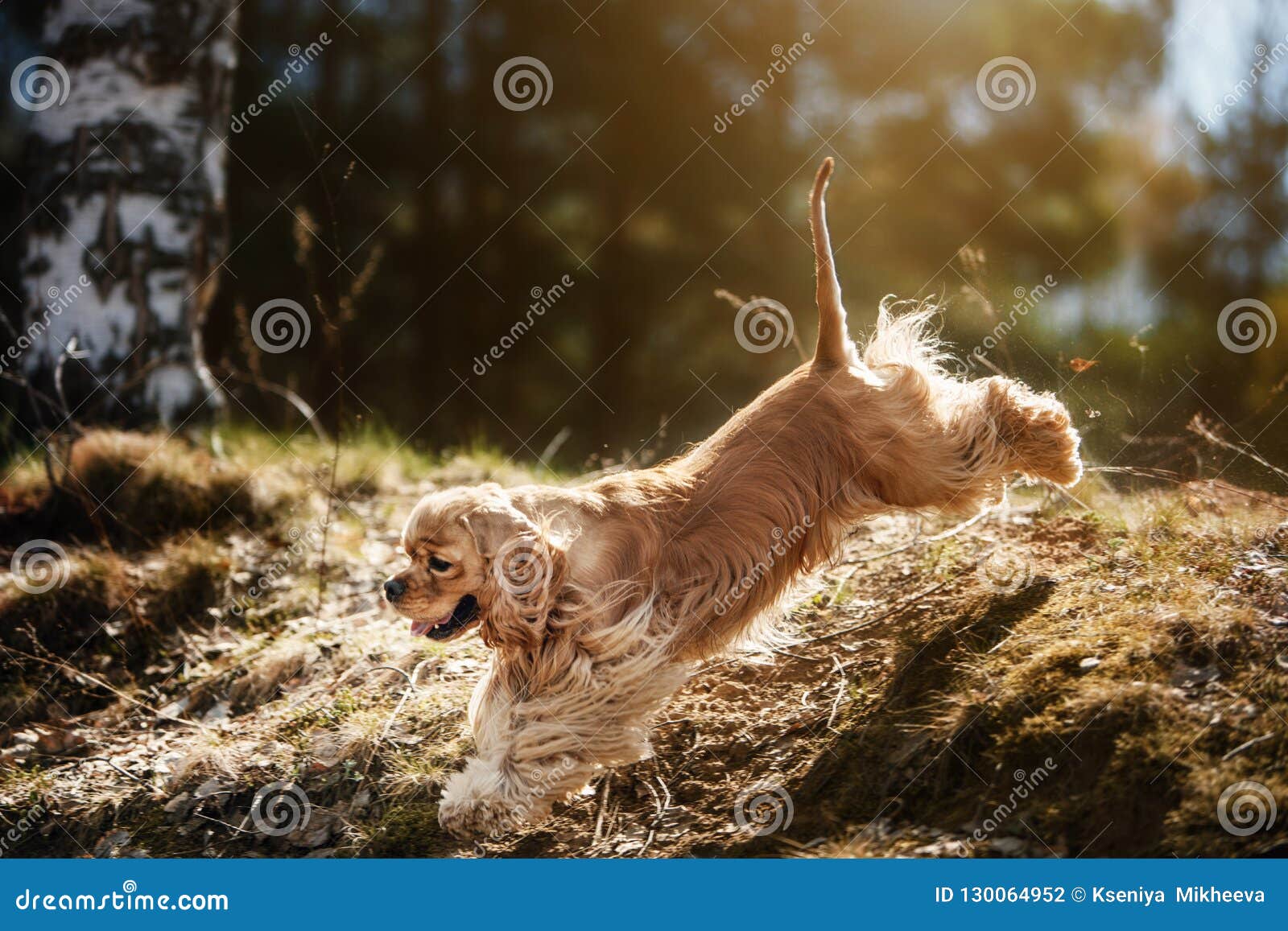 Running Red American Cocker Spaniel in Park Stock Photo - Image of ...