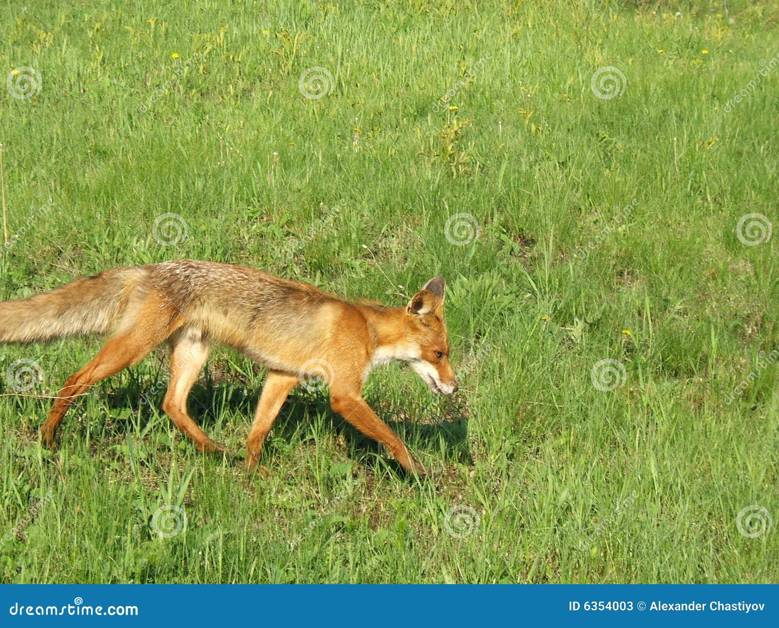 Running Red Fox in May in the Central Russia Stock Image - Image of ...