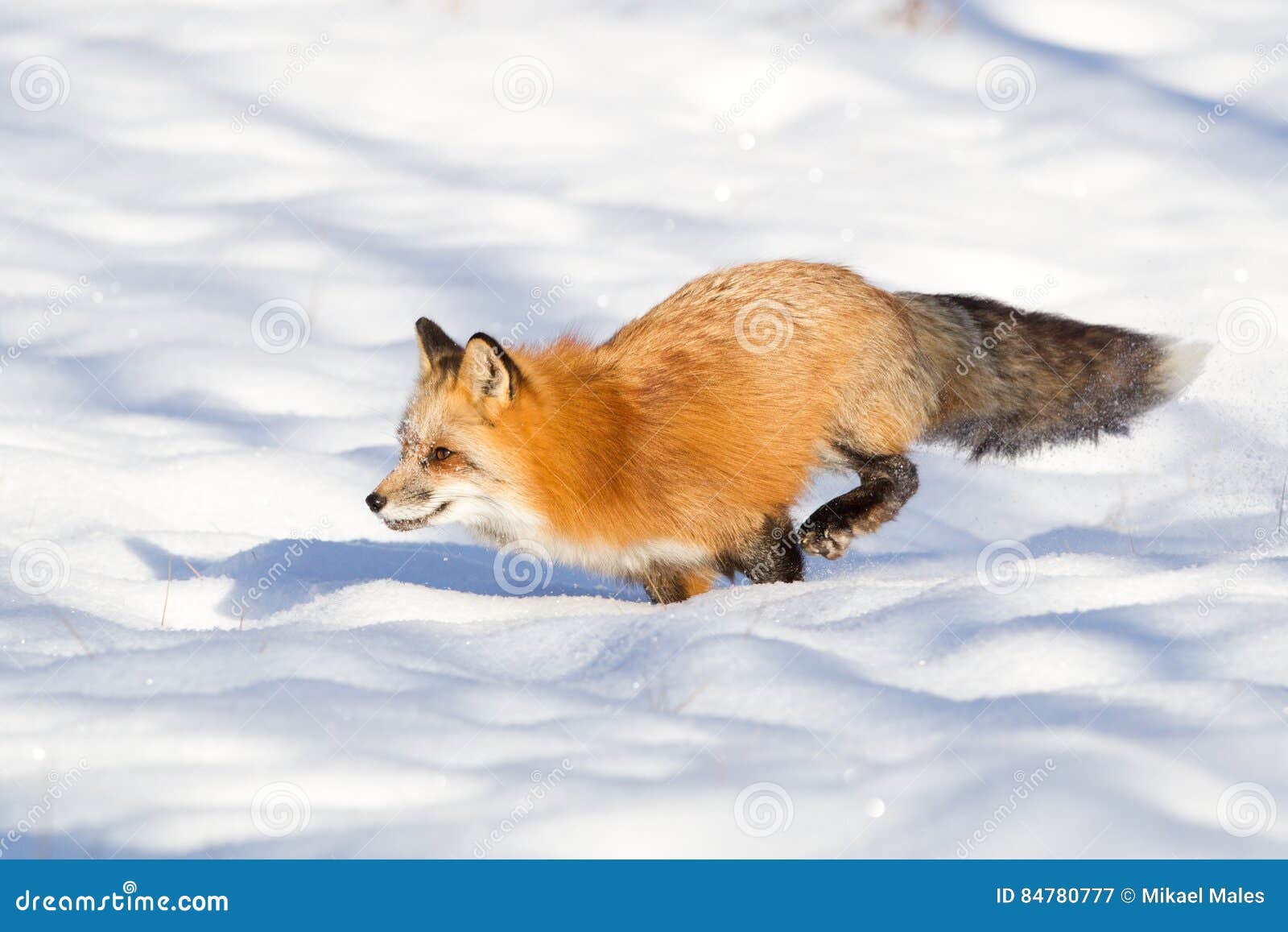 Running red fox stock image. Image of portrait, wild - 84780777
