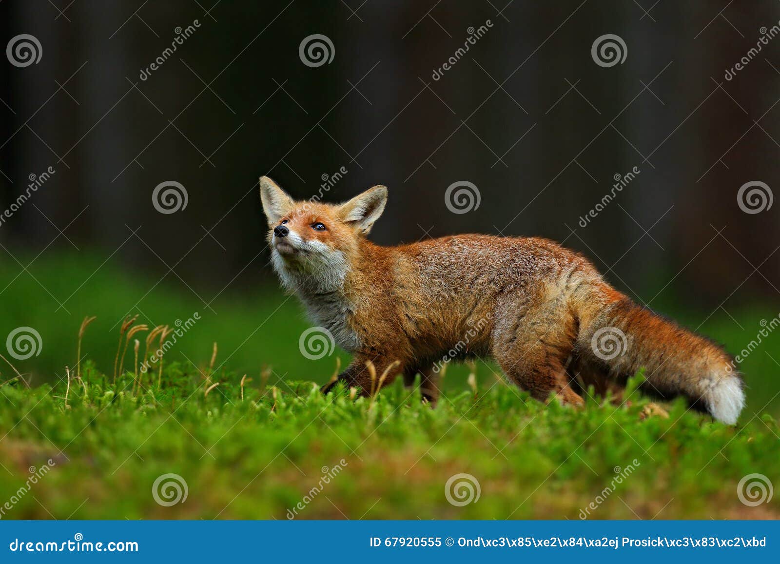 Running Red Fox, Vulpes Vulpes, at Green Forest Stock Image - Image of ...
