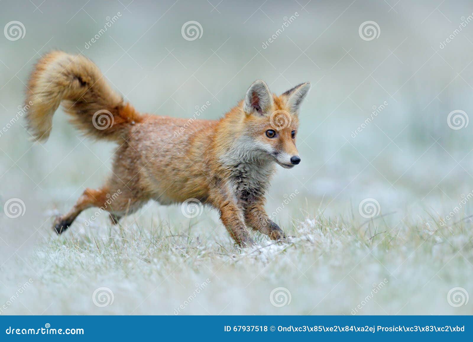 Running Red Fox, Vulpes Vulpes, at Snow Winter Stock Photo - Image of ...