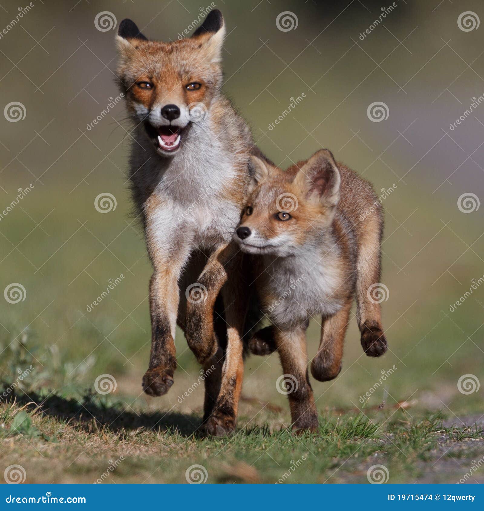 Running red foxes stock photo. Image of playing, spring - 19715474