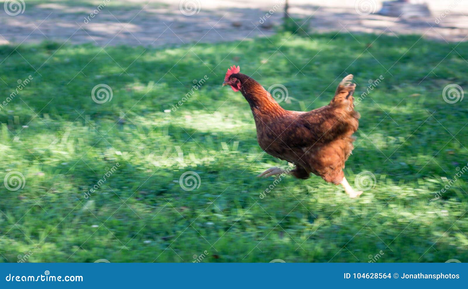 Running Red Hen stock photo. Image of domestic, farming - 104628564