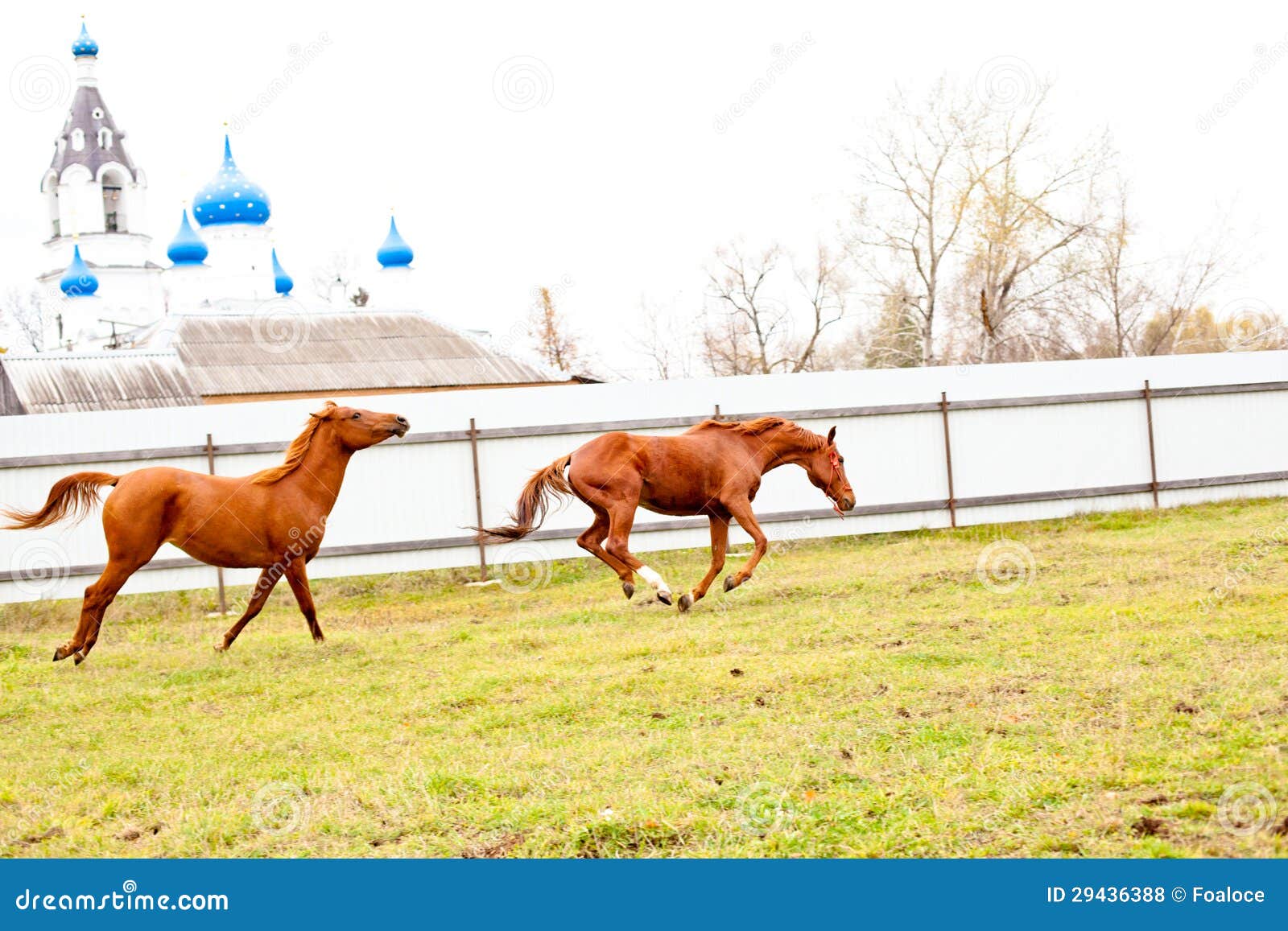 Running red horse stock photo. Image of blue, tree, carnivore - 29436388