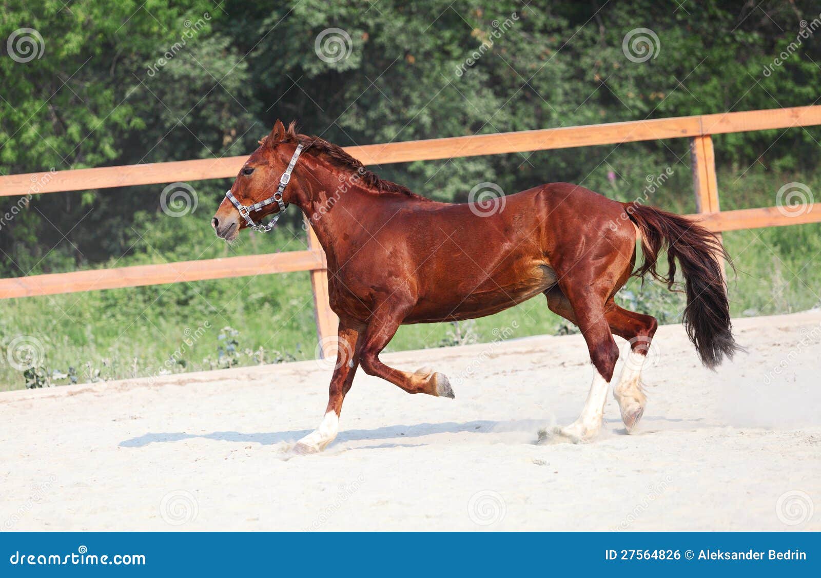Running red horse on farm stock photo. Image of moving - 27564826