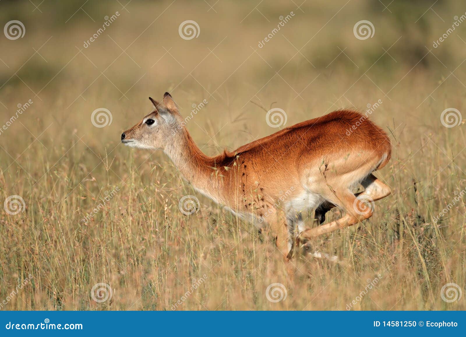 Running Red Lechwe Antelope Stock Photo - Image of fast, grass: 14581250