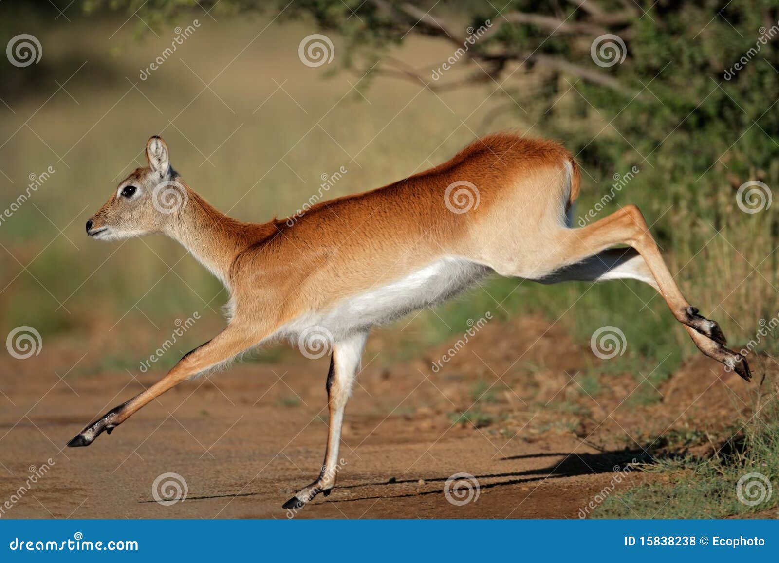 Running Red Lechwe Antelope Stock Photo - Image of wildlife, herbivore ...