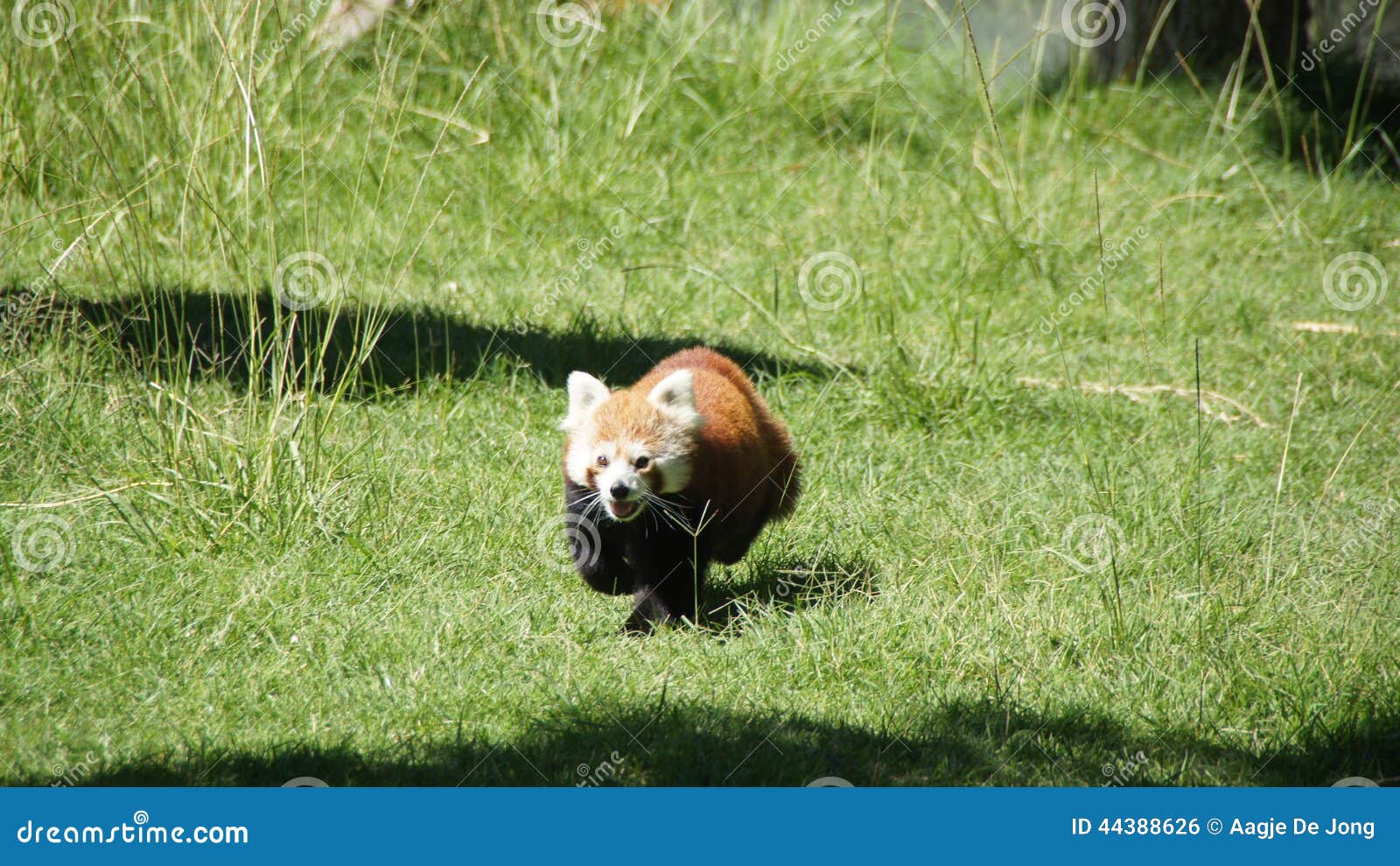 Running red panda bear stock photo. Image of lesser, small - 44388626