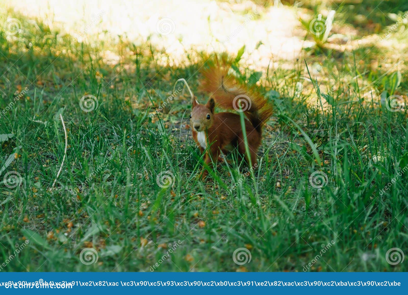 The Running of the Red Squirrel in the Park Stock Photo - Image of ...