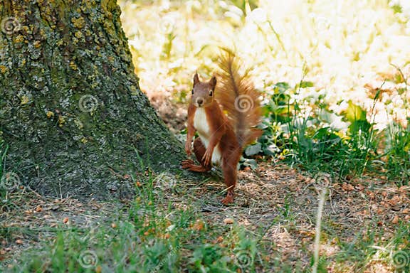 The Running of the Red Squirrel in the Park Stock Image - Image of ...