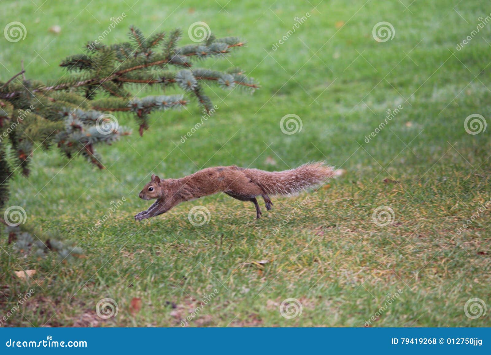 Running Red Squirrel in Park Stock Photo - Image of running, motion ...