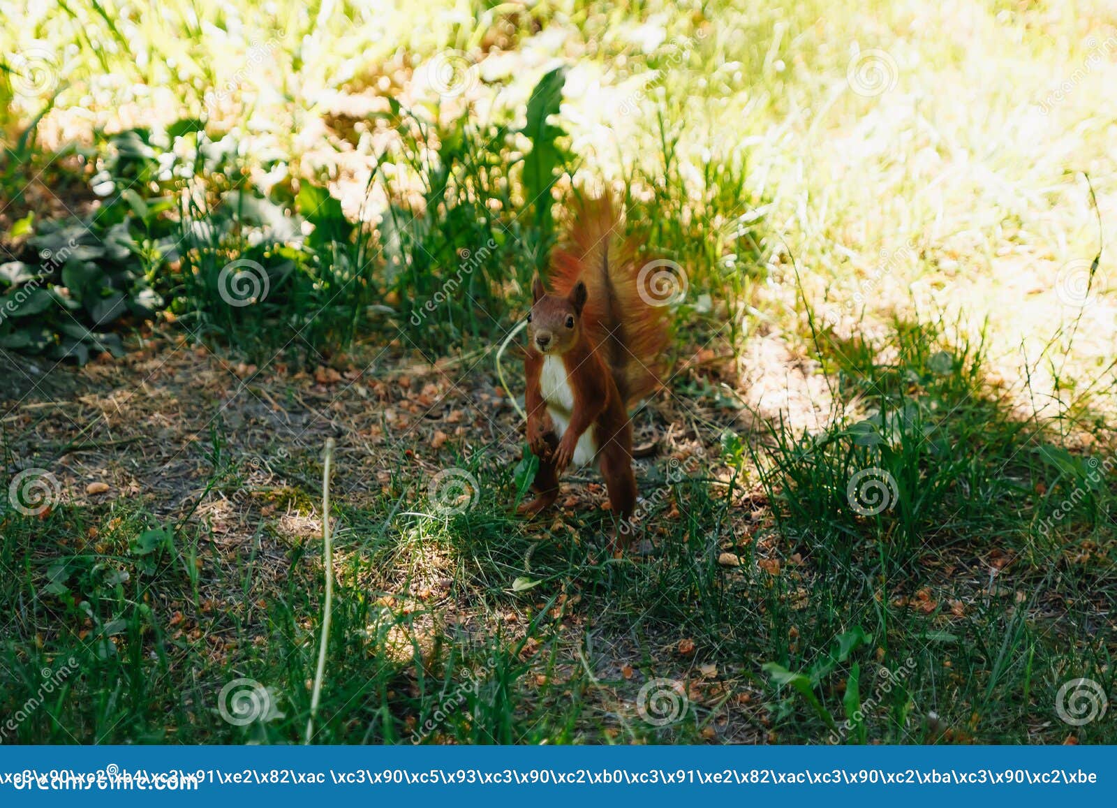 The Running of the Red Squirrel in the Park Stock Image - Image of ...