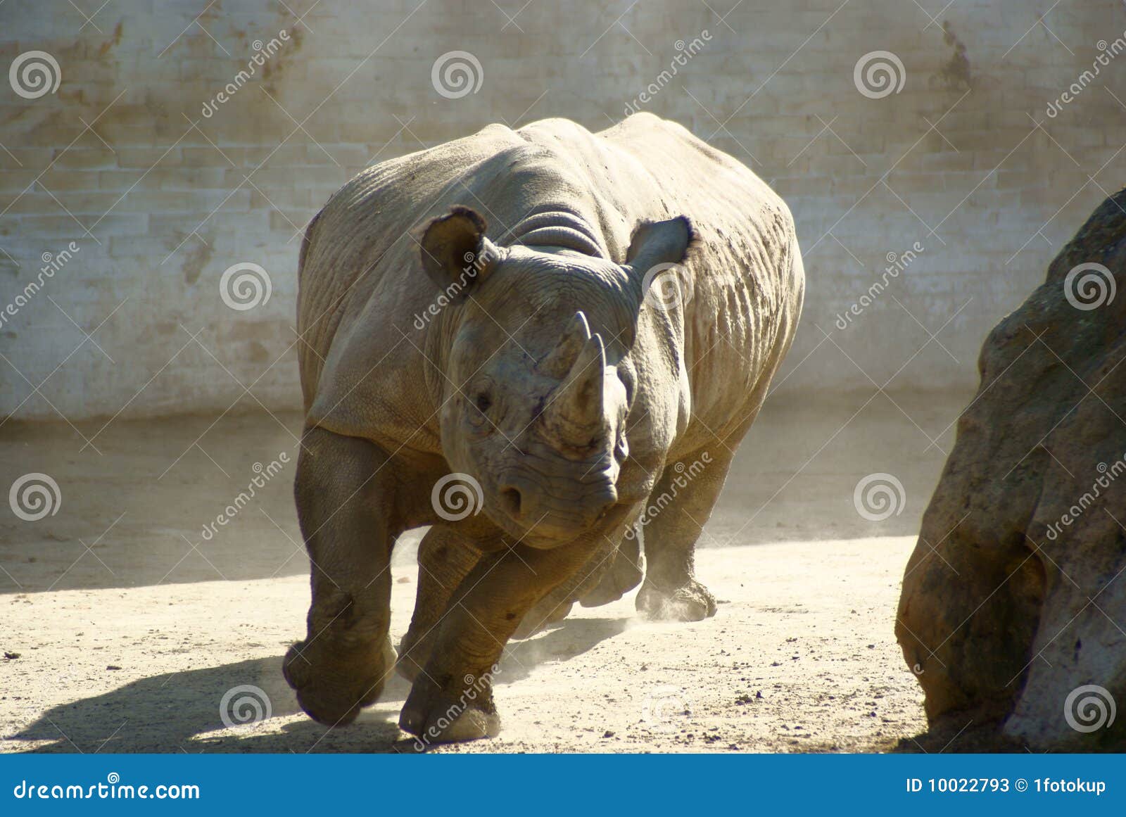 Rhinoceros Running