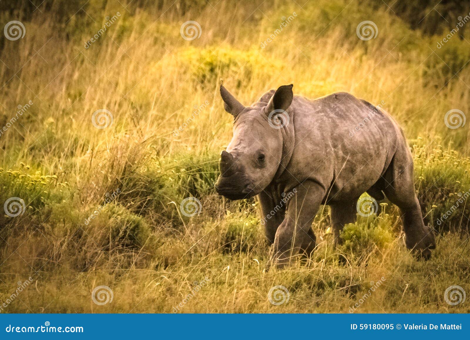 Running rhino cub stock image. Image of south, savana - 59180095