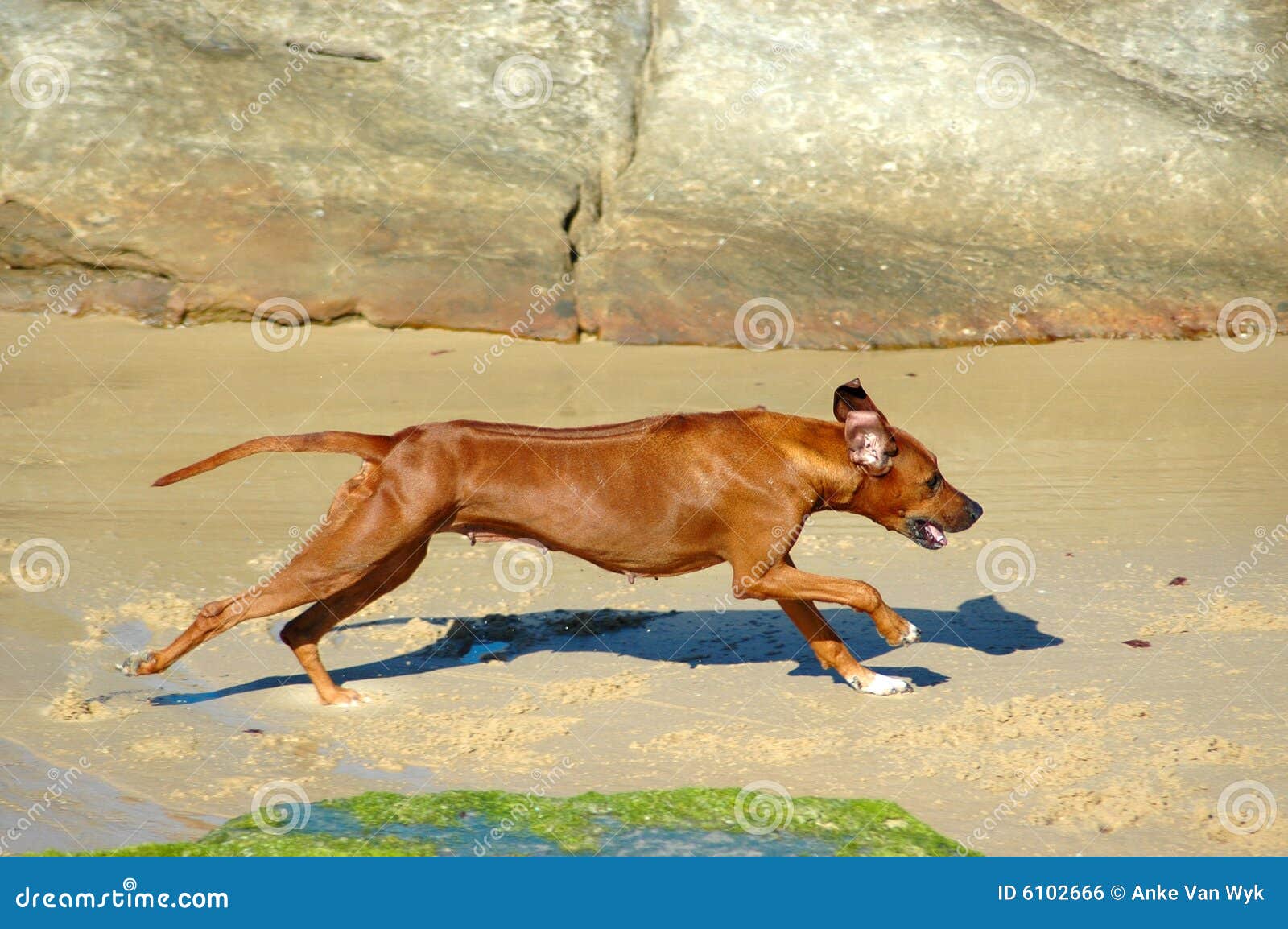 Rhodesian Ridgeback stock photo. Image of profile, purebred - 6102666