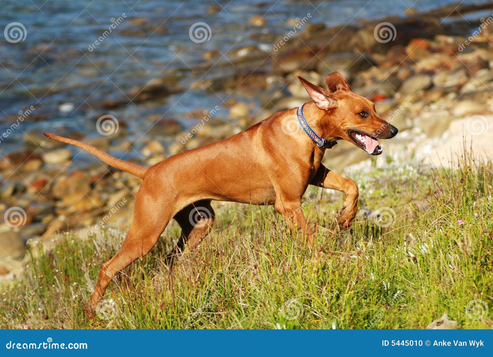 Running Ridgeback stock photo. Image of hounds, rhodesian - 5445010