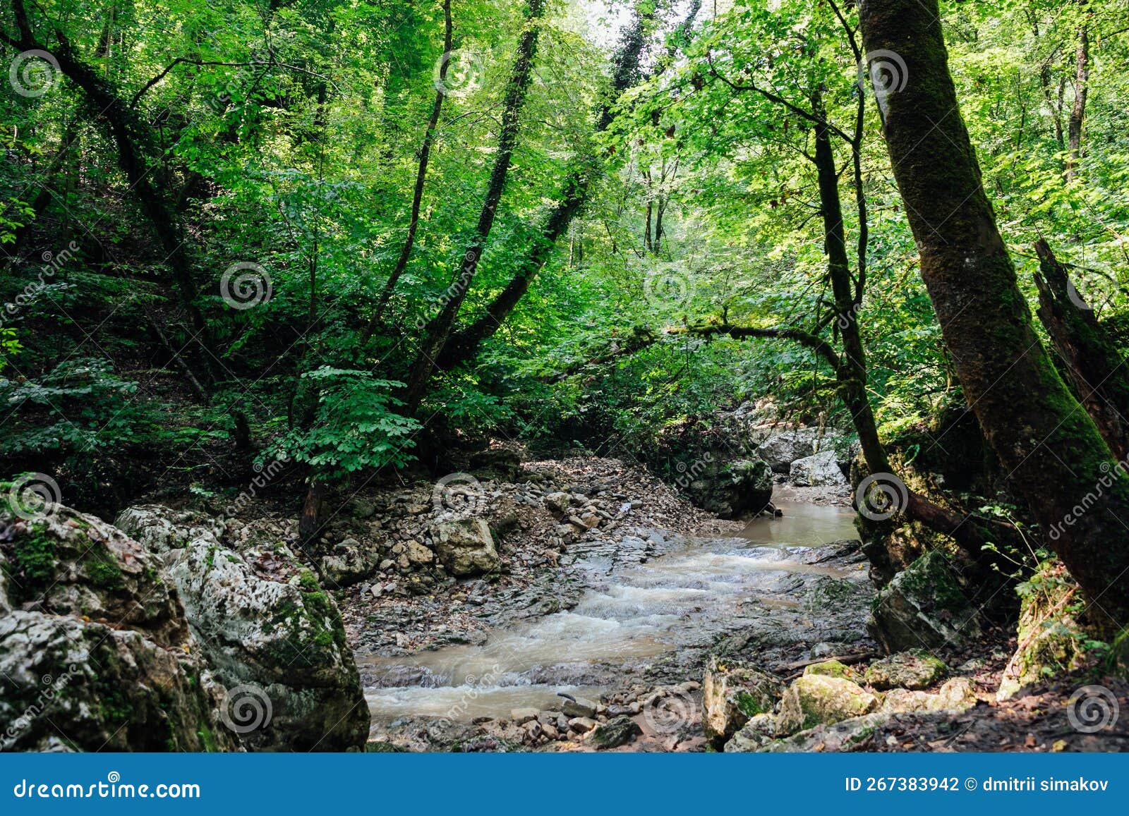 A Running River in the Rocks between the Green Trees Stock Photo ...