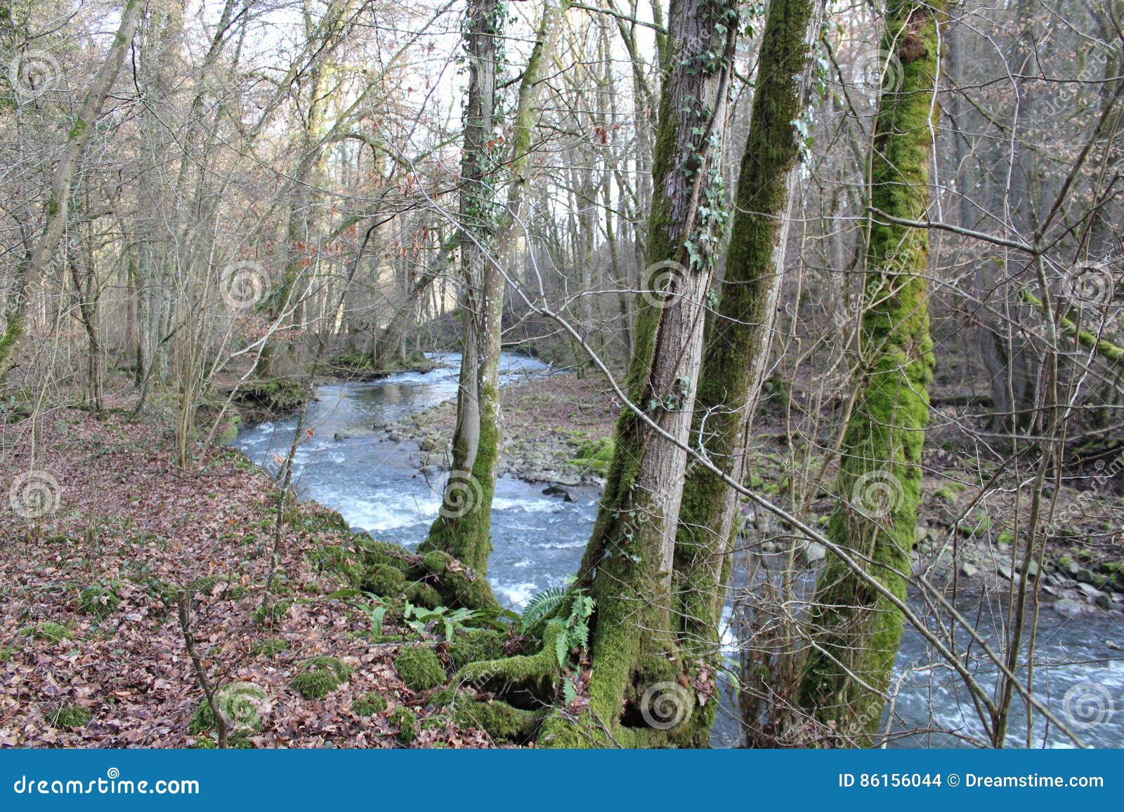 Running river trough trees stock photo. Image of spring - 86156044