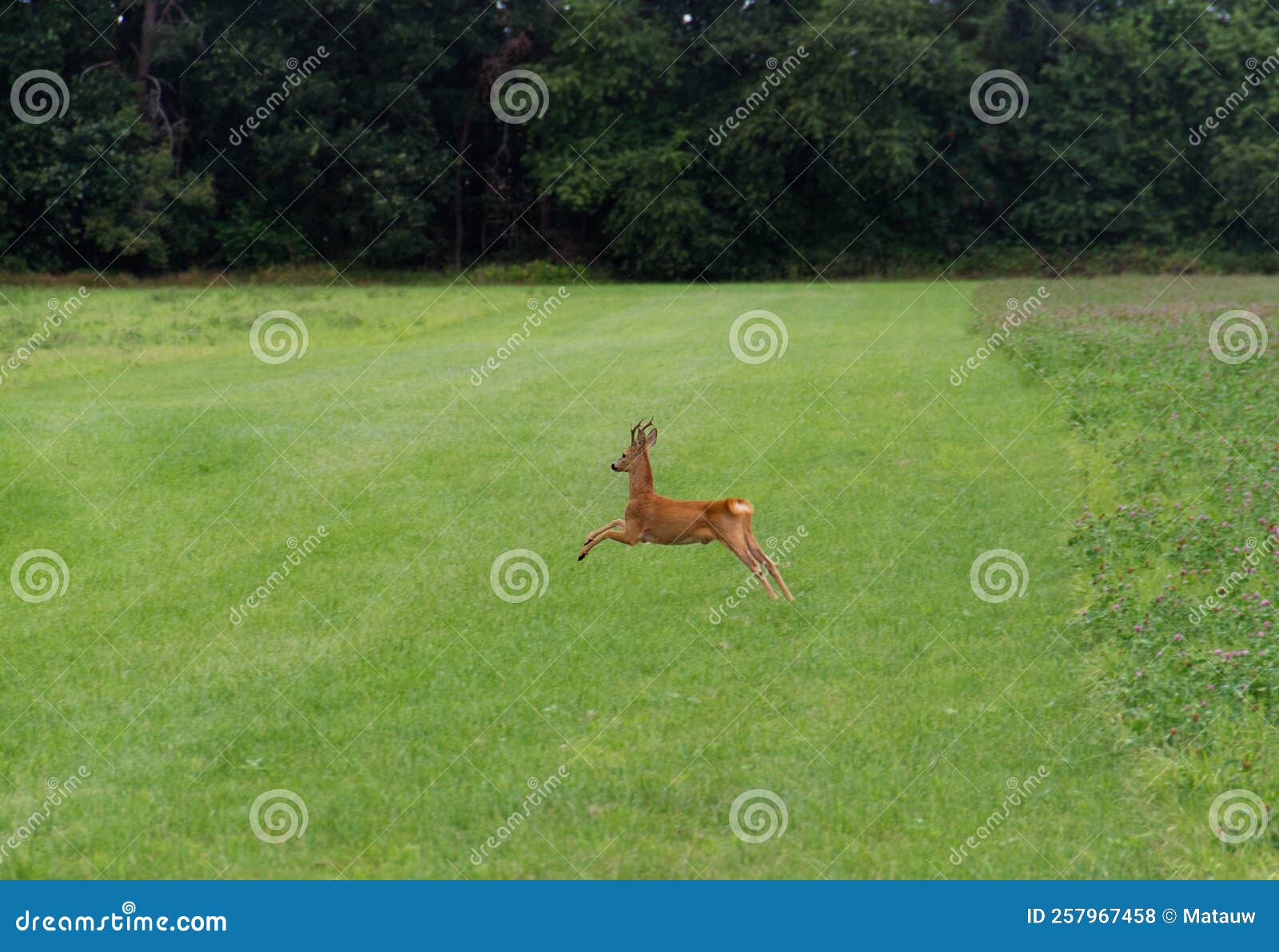 Running Roe deer stock photo. Image of running, wildlife - 257967458