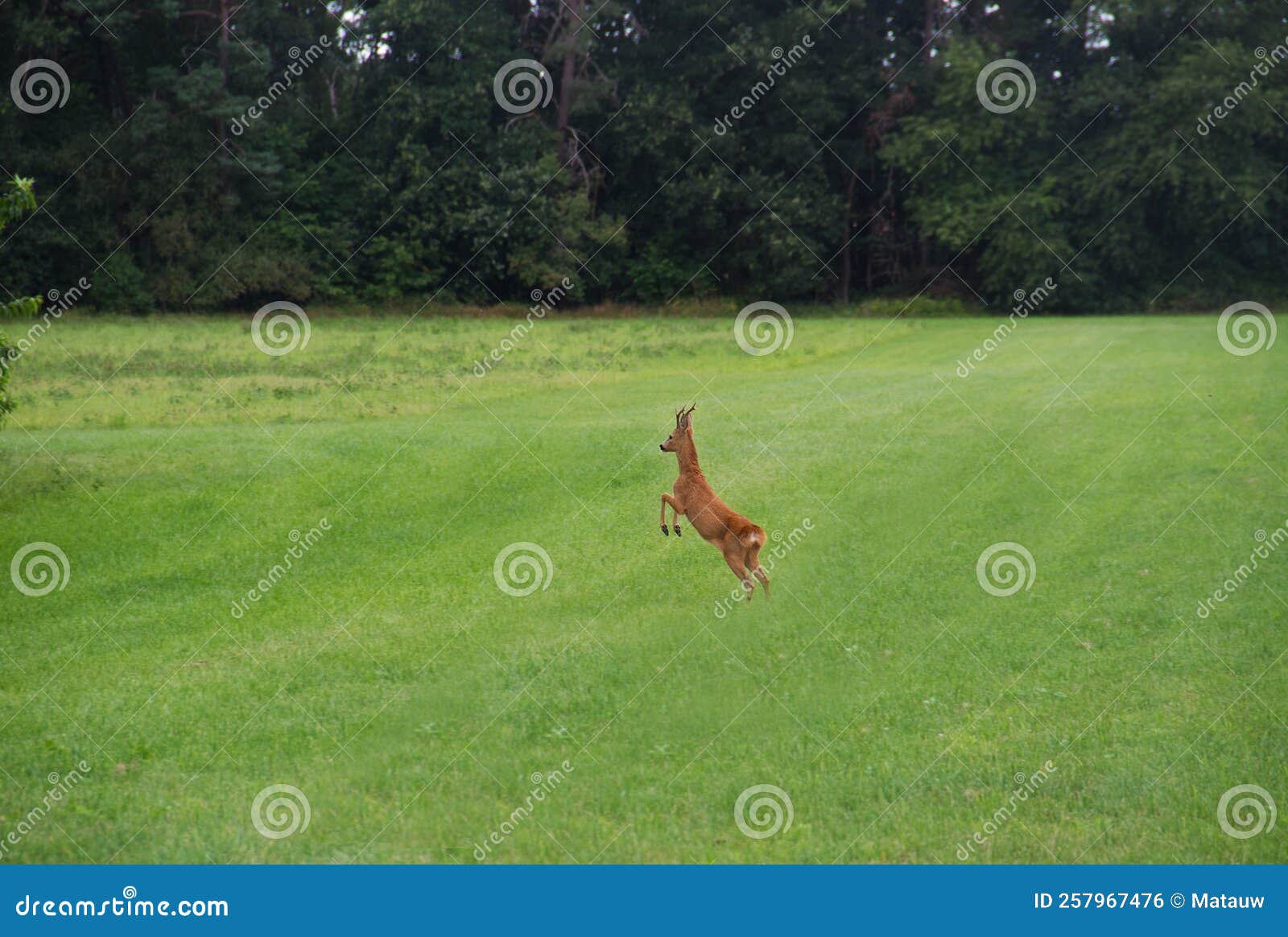 Running Roe deer stock photo. Image of wildlife, fleeing - 257967476