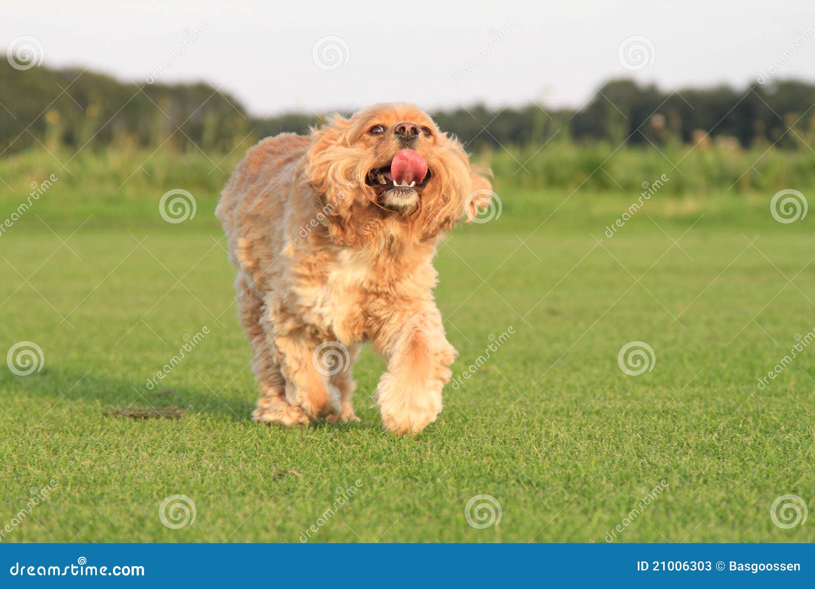 Running Ruby Cavalier King Charles Spaniel Stock Image - Image of ...